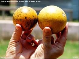 PARACUCA. LVI - KIMBO LAGOA