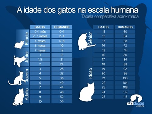 Parabéns para o gato Riscas - Riscas, o gatinho amarelo