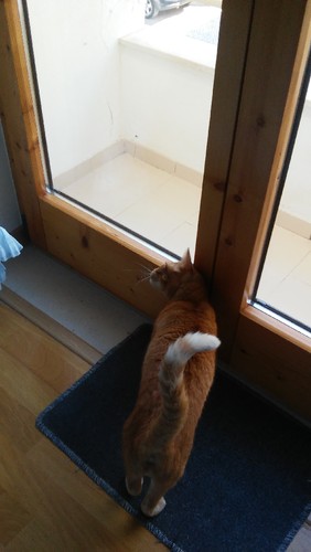 O significado da cauda do gato - Riscas, o gatinho amarelo